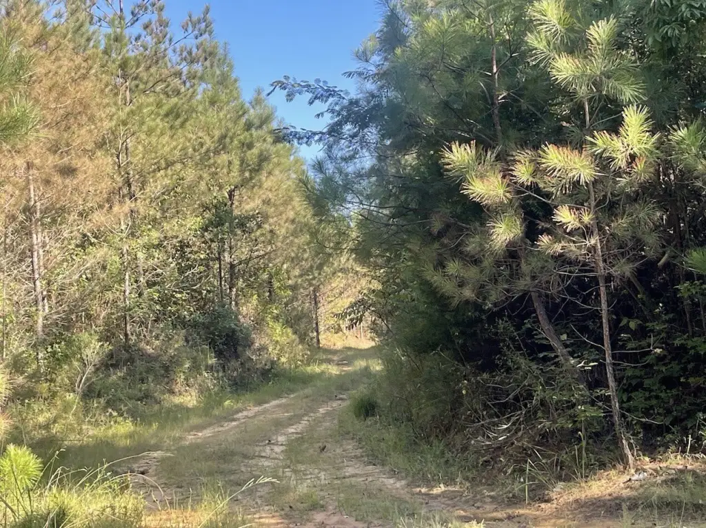 North County Line Rd, Maben, MS 39750 - Land for sale - Realmo