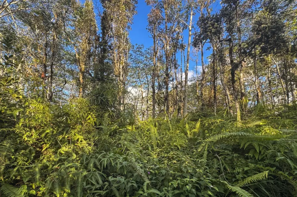 Nanawale Farms Rd, Pahoa, HI 96778 - Agricultural land for sale - Realmo